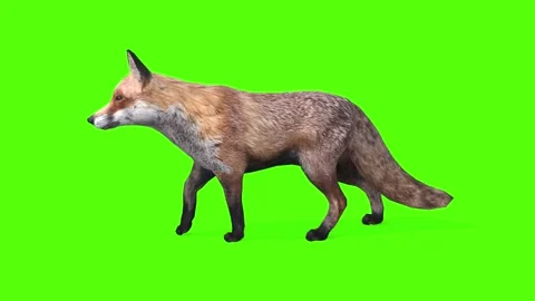 Fox Walking Green Screen Animation 4K Re... | Stock Video | Pond5
