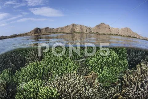 Fragile corals grow in shallow water in Komodo National Park. ~ Hi Res ...