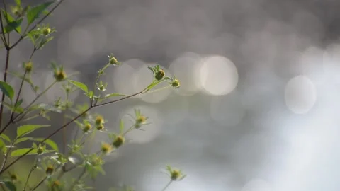Fragile plant in the sun on the river ba... | Stock Video | Pond5
