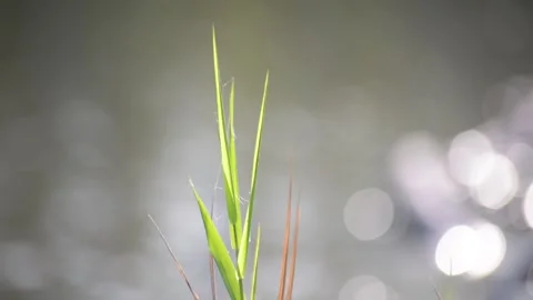 Fragile plant in the sun on the river ba... | Stock Video | Pond5