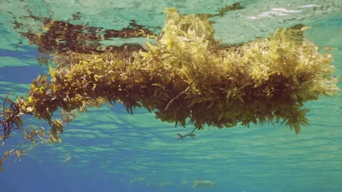 Fragments of Sargassum algae drift under... | Stock Video | Pond5
