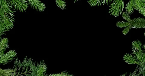 Pine Tree Backdrop Stock Videos – Royalty-Free HD & 4K Videos | Page 3