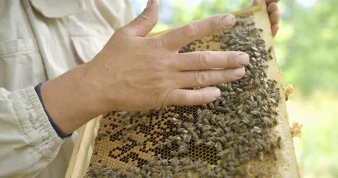 Frames of a beehive. Hand of beekeeper i... | Stock Video | Pond5
