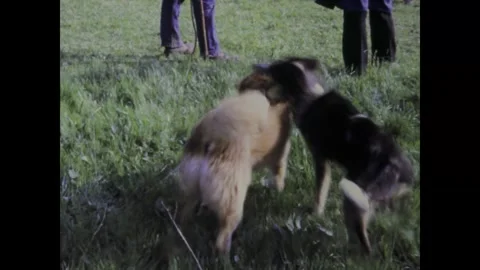 France 1970, Dog Fight Scene, 1970s | Stock Video | Pond5