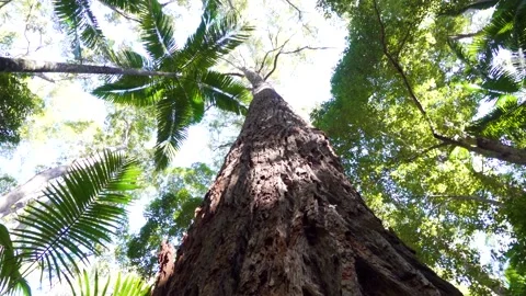 Fraser Island Giant Satinay Tree | Stock Video | Pond5