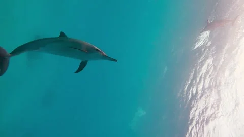 Hred Free Stock Videos – Royalty-Free HD & 4K Videos