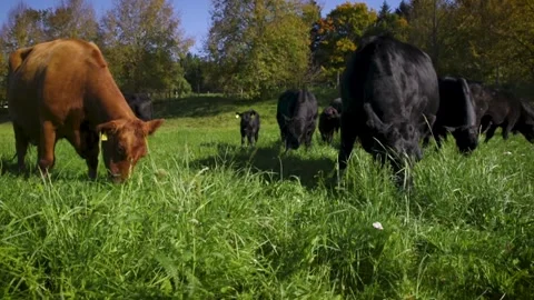 Cattle Ranching Stock Footage ~ Royalty Free Stock Videos | Pond5