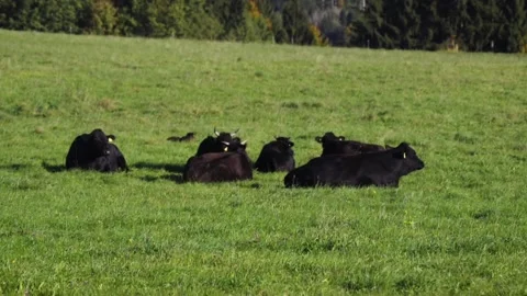 Cattle Ranching Stock Footage ~ Royalty Free Stock Videos | Pond5