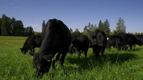 Cattle Ranching Stock Footage ~ Royalty Free Stock Videos | Pond5