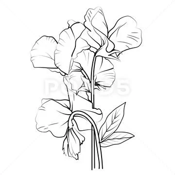 Free printable flower coloring pages, free sweet pea coloring pages ...