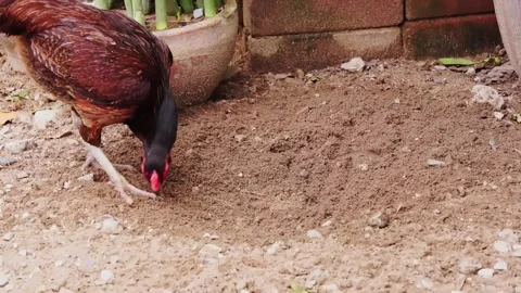 Idigging Free Stock Footage ~ Royalty Free Stock Videos | Pond5