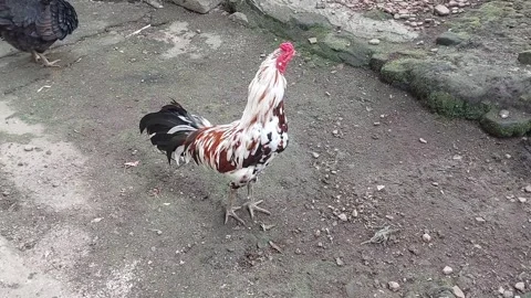 Big Natural So Stock Videos – Royalty-Free HD & 4K Videos | Pond5