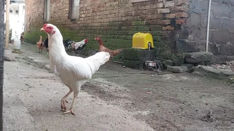 Big Natural So Stock Videos – Royalty-Free HD & 4K Videos | Pond5