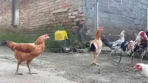 Big Natural So Stock Videos – Royalty-Free HD & 4K Videos | Pond5