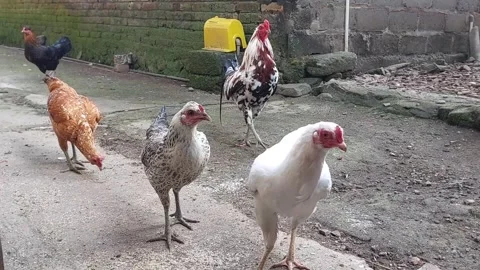 Big Natural So Stock Videos – Royalty-Free HD & 4K Videos | Pond5