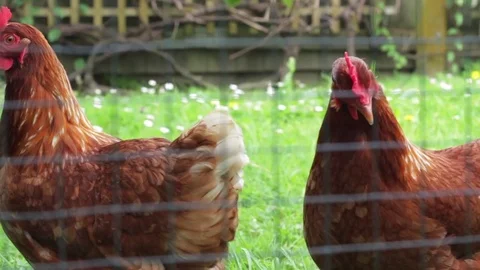 Backyard Livestock Stock Videos – Royalty-Free HD & 4K Videos | Page 5