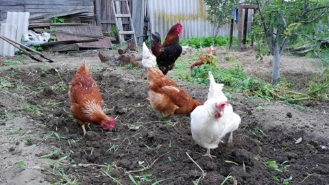 Poultry Scratch Stock Video Footage | Royalty Free Poultry Scratch ...