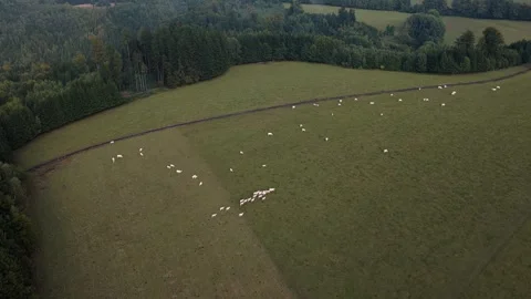 Vaast Animal Stock Videos – Royalty-Free HD & 4K Videos