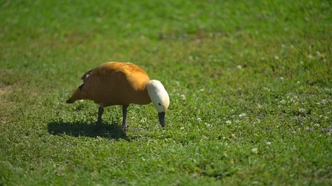 Ranch and Bird Stock Videos – Royalty-Free HD & 4K Videos