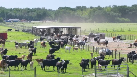 Free range milk cows grazing on green fa... | Stock Video | Pond5