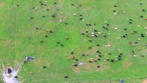 Cow Free Milk Stock Videos – Royalty-Free HD & 4K Videos | Pond5