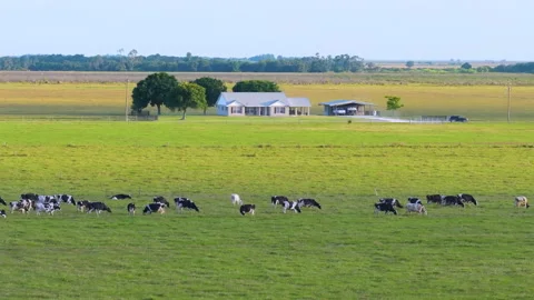 Cow Free Milk Stock Videos – Royalty-Free HD & 4K Videos | Pond5