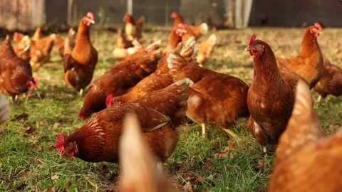 A Faree Stock Videos – Royalty-Free HD & 4K Videos