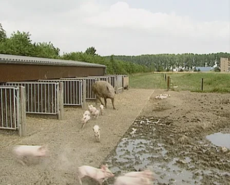Sounder Of Pigs Stock Video Footage | Royalty Free Sounder Of Pigs ...
