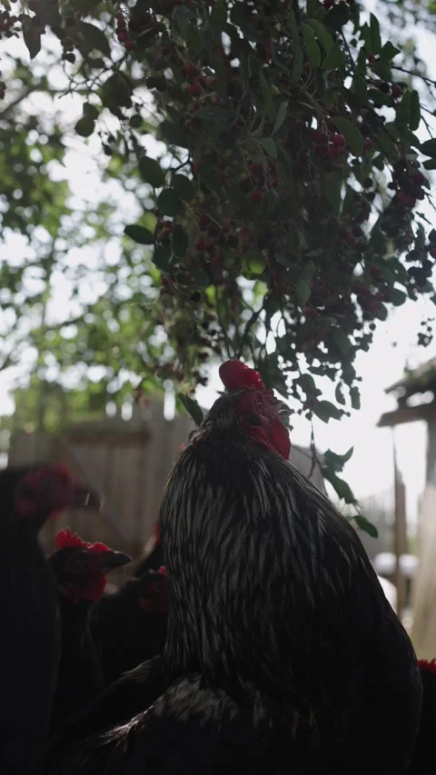 Freelife Branch Stock Videos – Royalty-Free HD & 4K Videos | Pond5