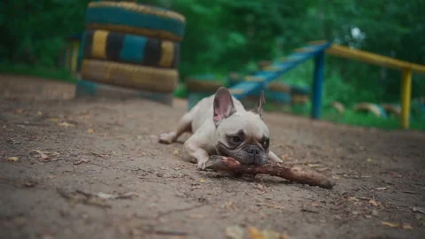 Stick Run 3 Stock Videos – Royalty-Free HD & 4K Videos