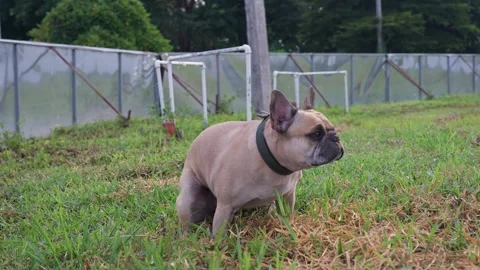 French bulldog poop at grass field | Stock Video | Pond5