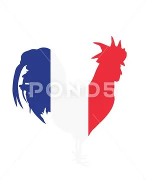 French flag over rooster vector silhouette isolated on white: Royalty ...