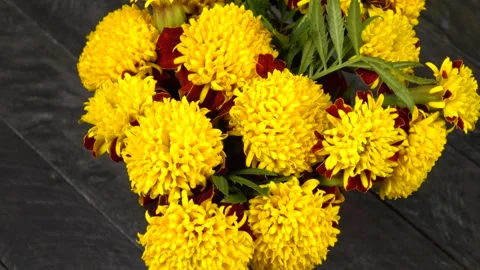 Tiger Kind Stock Videos – Royalty-Free HD & 4K Videos | Pond5