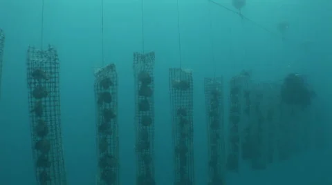 French Girl Farm Stock Videos – Royalty-Free HD & 4K Videos