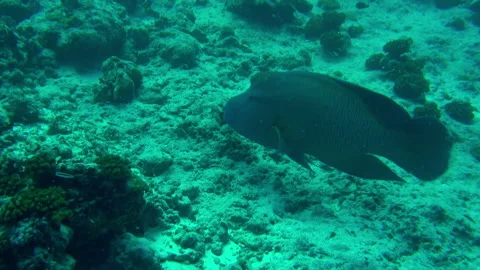 Marine Share Stock Videos – Royalty-Free HD & 4K Videos | Pond5