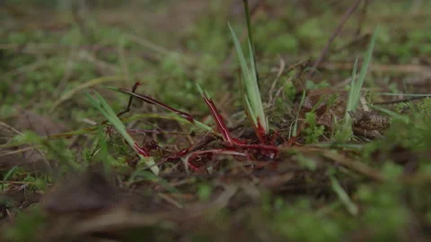 Fresh Blood Dripping On Grass | Stock Video | Pond5