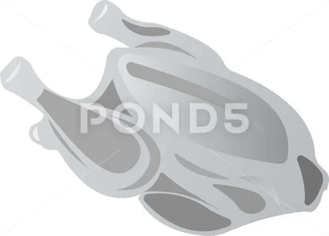 Fresh chicken. Vector illustration isolated on white background. ~ Clip ...
