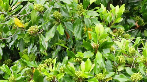 Fresh clove buds growing on tree, spice ... | Stock Video | Pond5