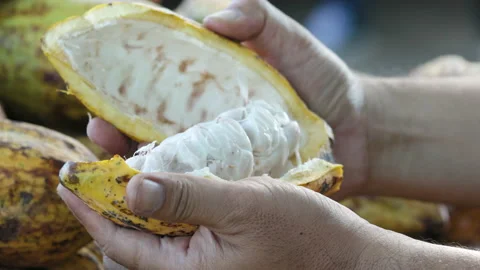 Fresh cocoa pod cut exposing cocoa seeds... | Stock Video | Pond5