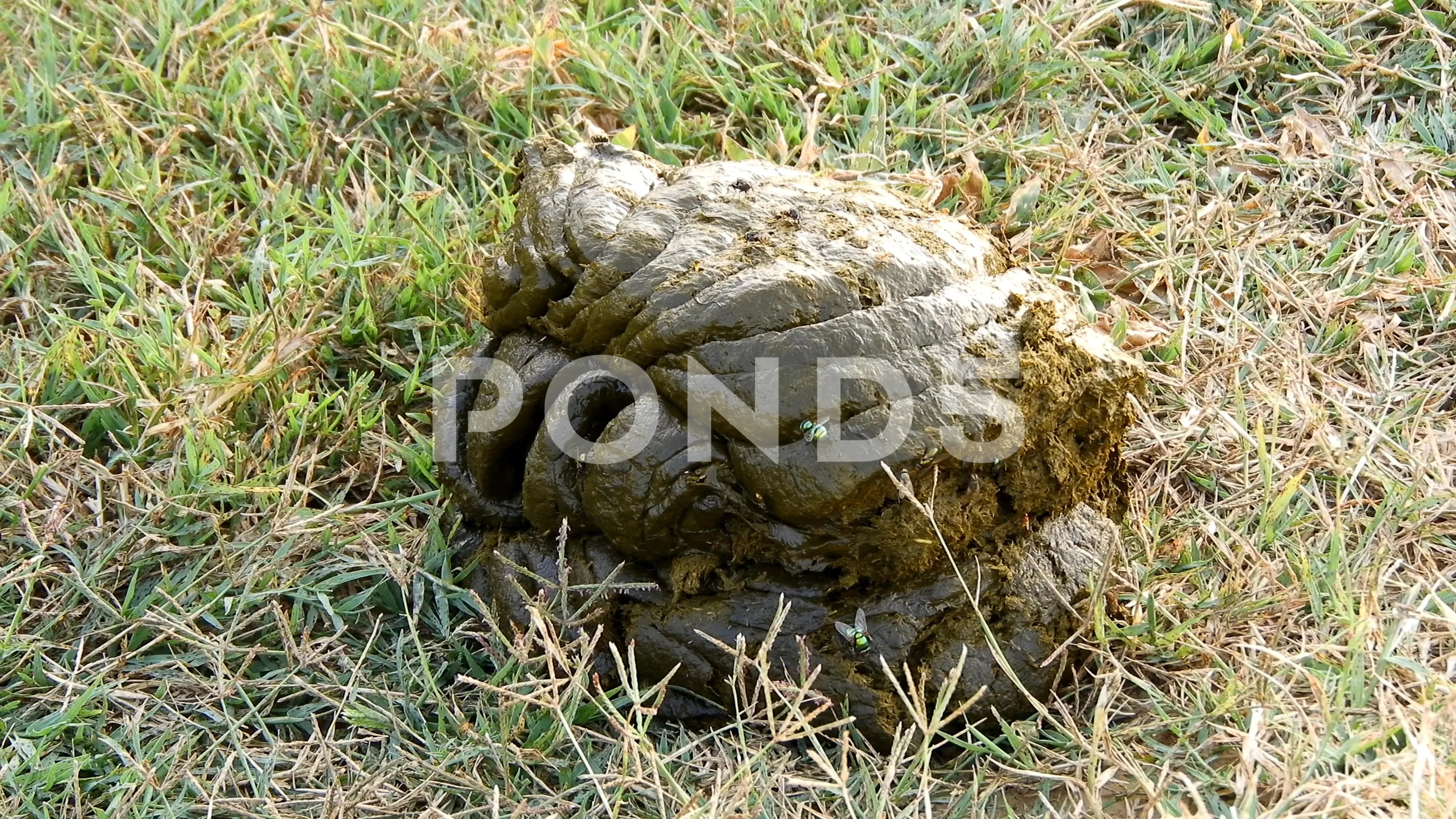 Fresh Cow Dung Fresh COW Dung 10 Piece | Daraz.pk