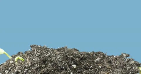 Cucumber Macro Stock Videos – Royalty-Free HD & 4K Videos | Pond5