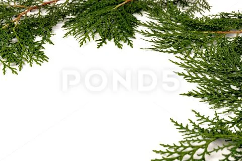 Fresh cypress branch isolated on white background. Stock Image #160814781