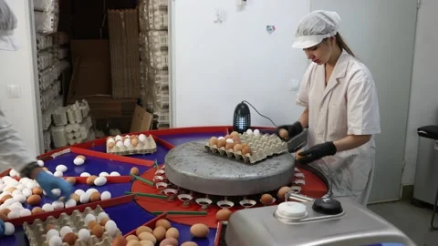 Fresh egg grading and sorting machine, g... | Stock Video | Pond5