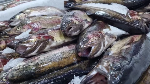 Fresh fish lies on shaved ice, close-up.... | Stock Video | Pond5