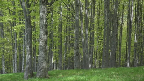 Fresh green beech trees in the forest | Stock Video | Pond5