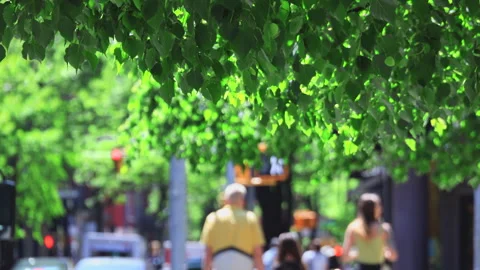 Fresh green leaf trees grow in Springtim... | Stock Video | Pond5