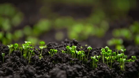 Fresh Green Plants Growth In Time Lapse,... | Stock Video | Pond5
