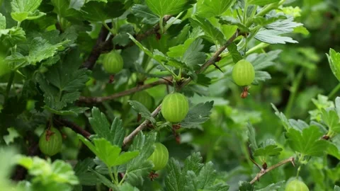 Fresh green sweet gooseberry ripens with... | Stock Video | Pond5