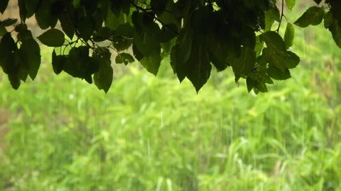 Fresh Leaf Background In Forest On A Rai... | Stock Video | Pond5