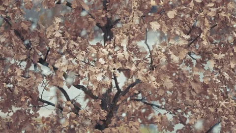 Fresh light snow swirls slowly falling o... | Stock Video | Pond5